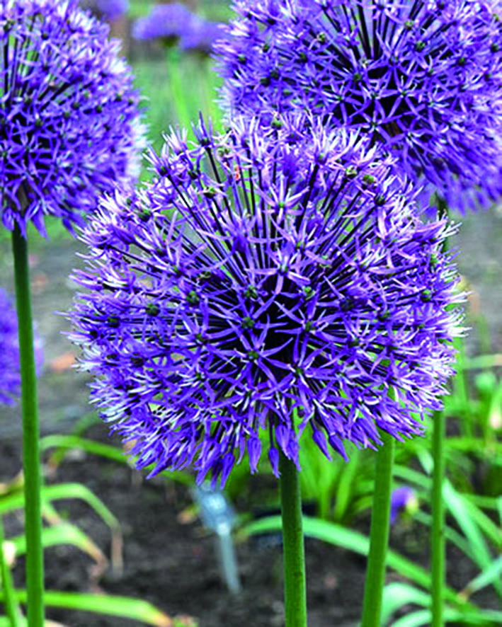 Deutschlands größte Vielfalt an Frühjahrsblühern und Sommerblühern