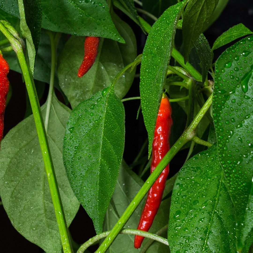 Richtig scharf mit Chili und Pfefferoni